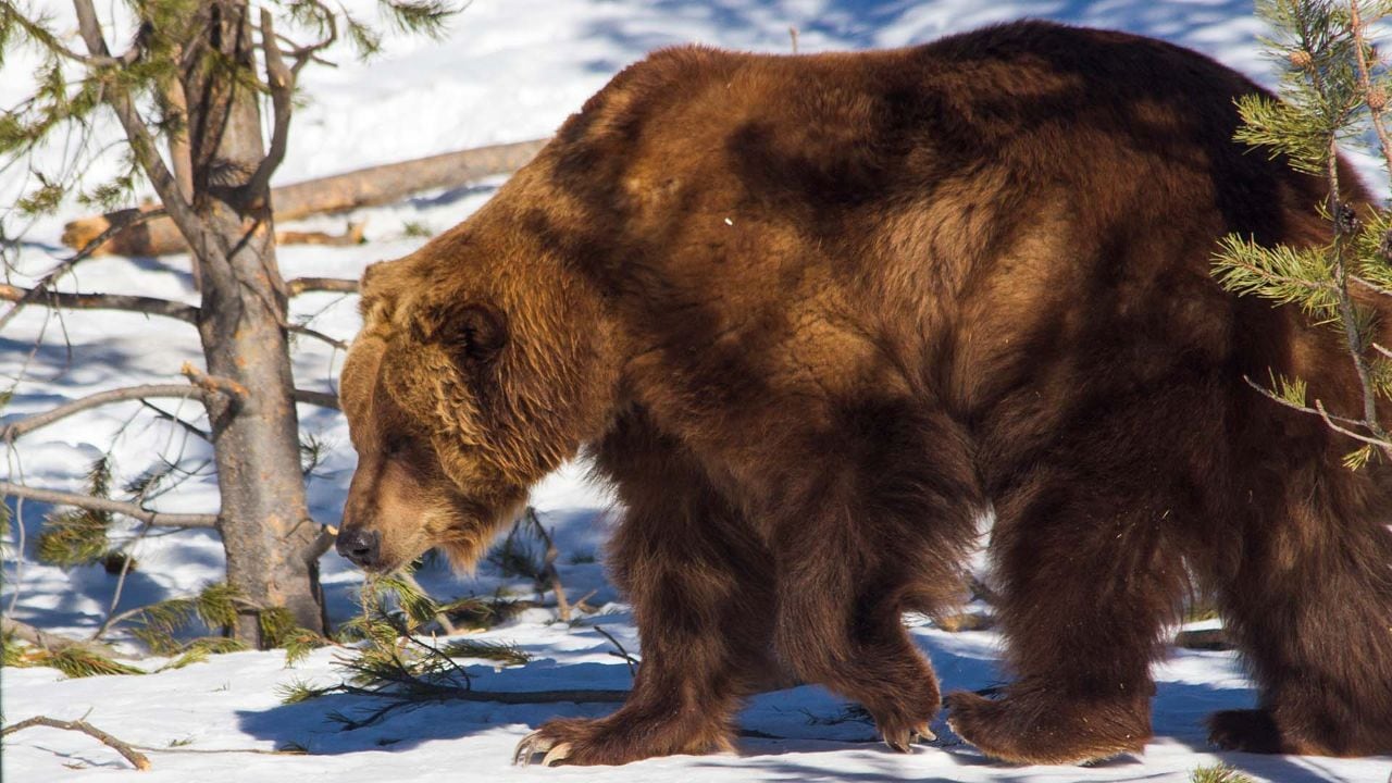 Grizzly and Wolf Discovery Center Nurtures Wildlife - Pursuits with ...