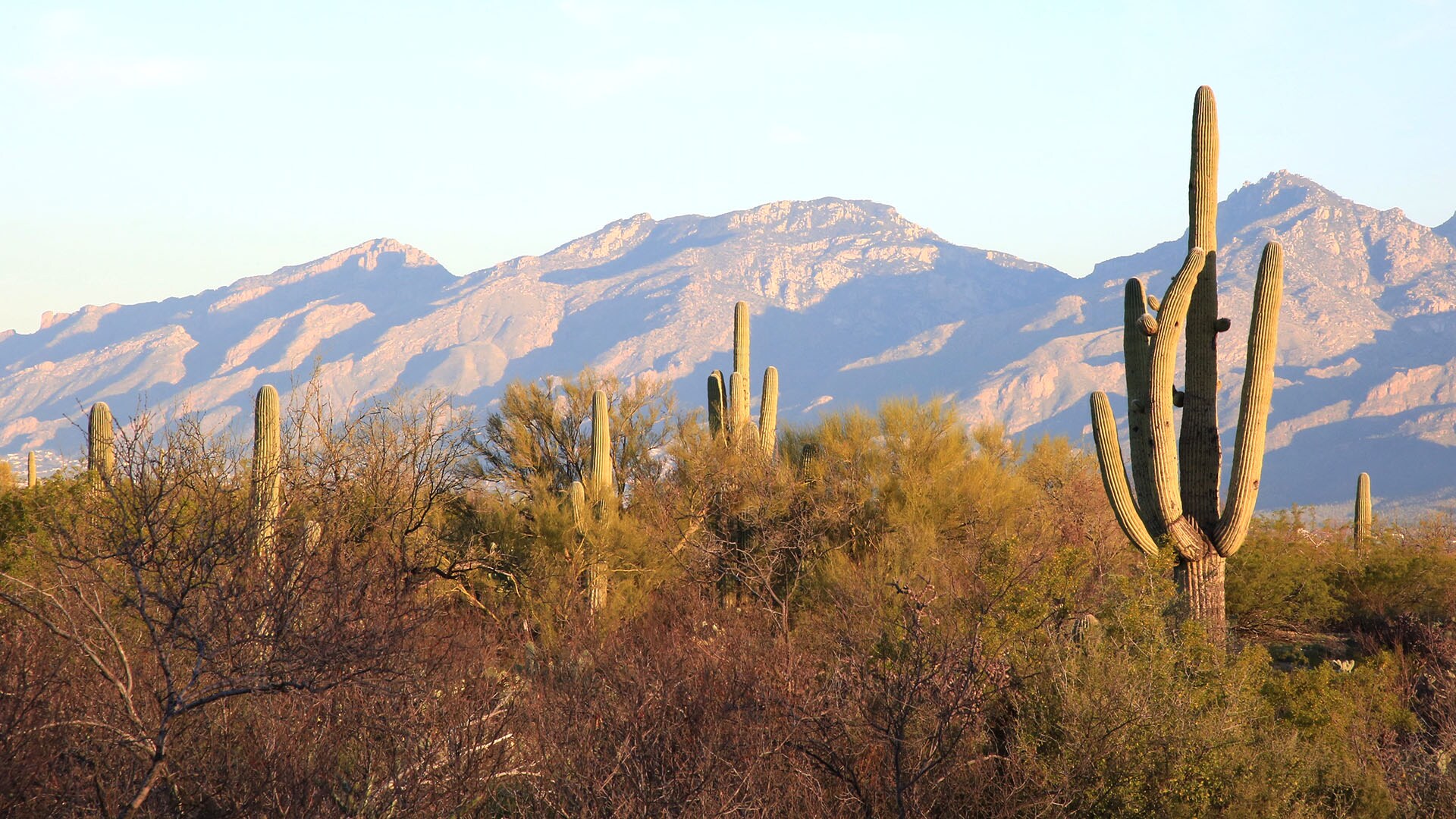 Road Trip to See Saguaro National Park - Pursuits with Enterprise ...