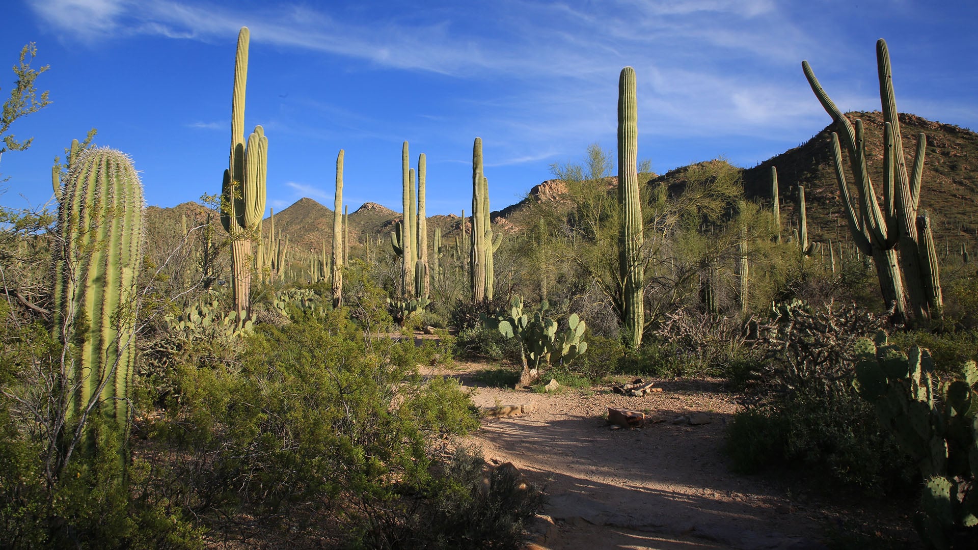 Road Trip to See Saguaro National Park - Pursuits with Enterprise ...