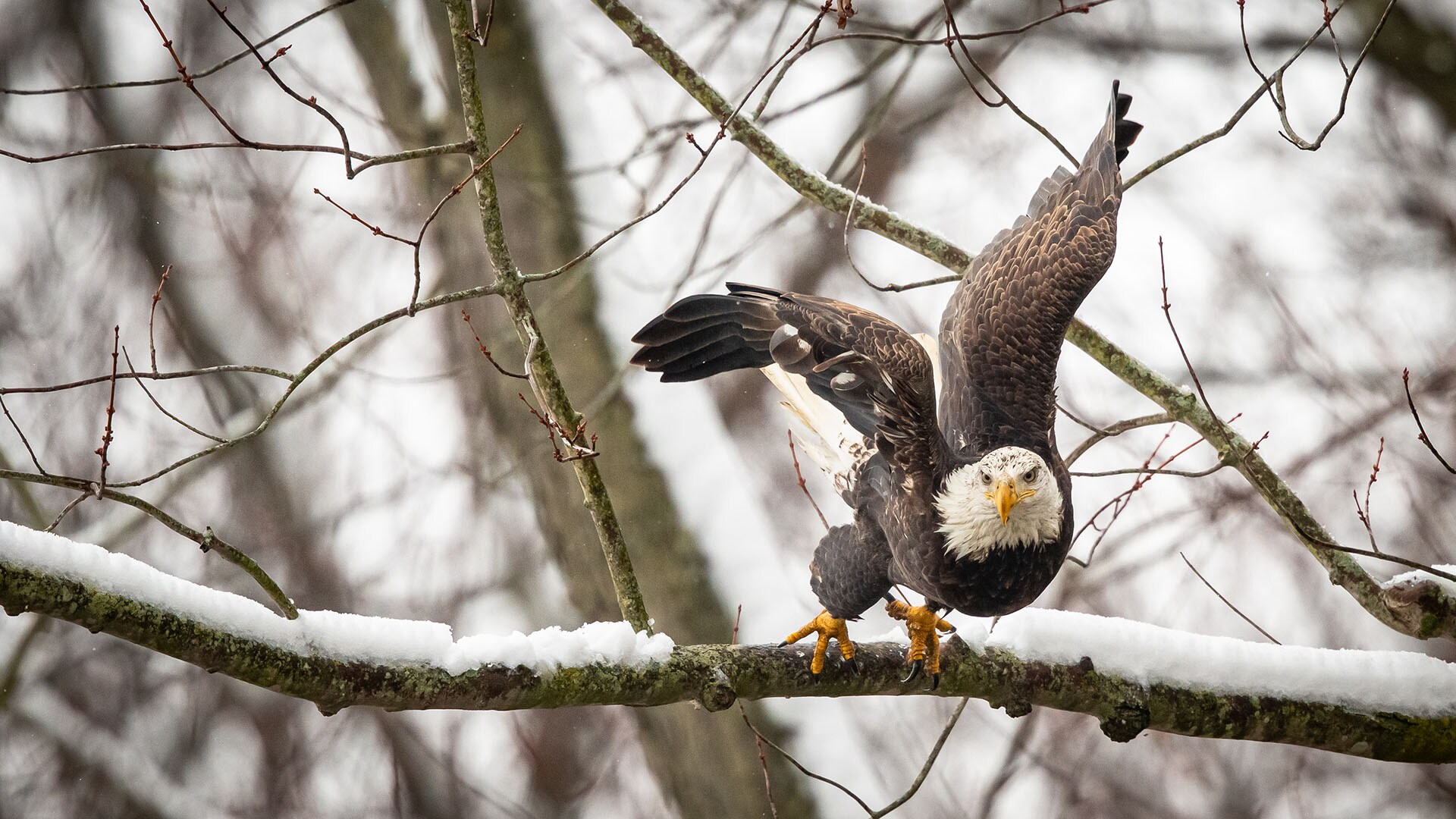 Best Places to See Bald Eagles in the Midwest - Pursuits with ...
