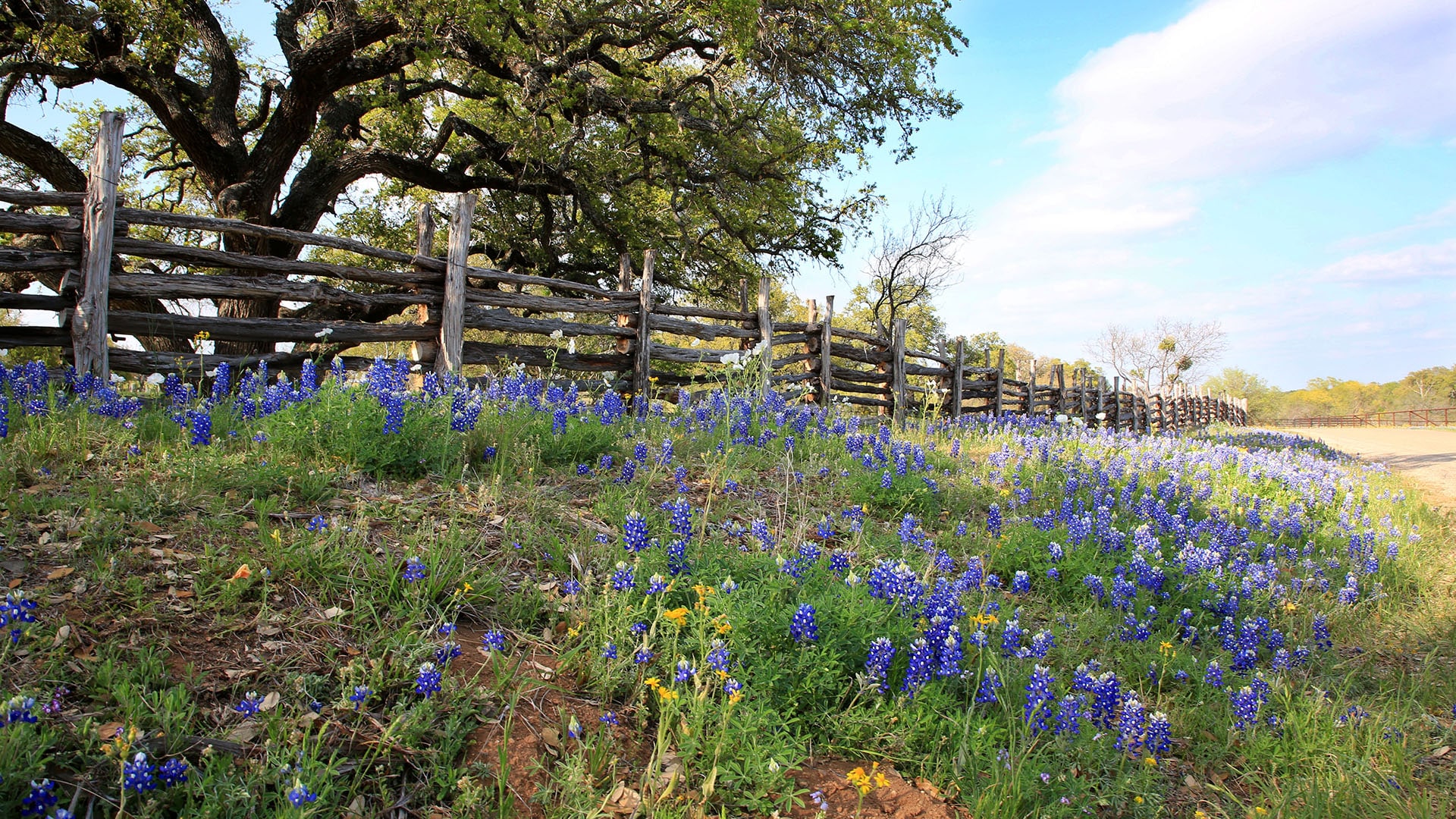 Road Trip to See Texas Bluebonnets - Pursuits with Enterprise ...
