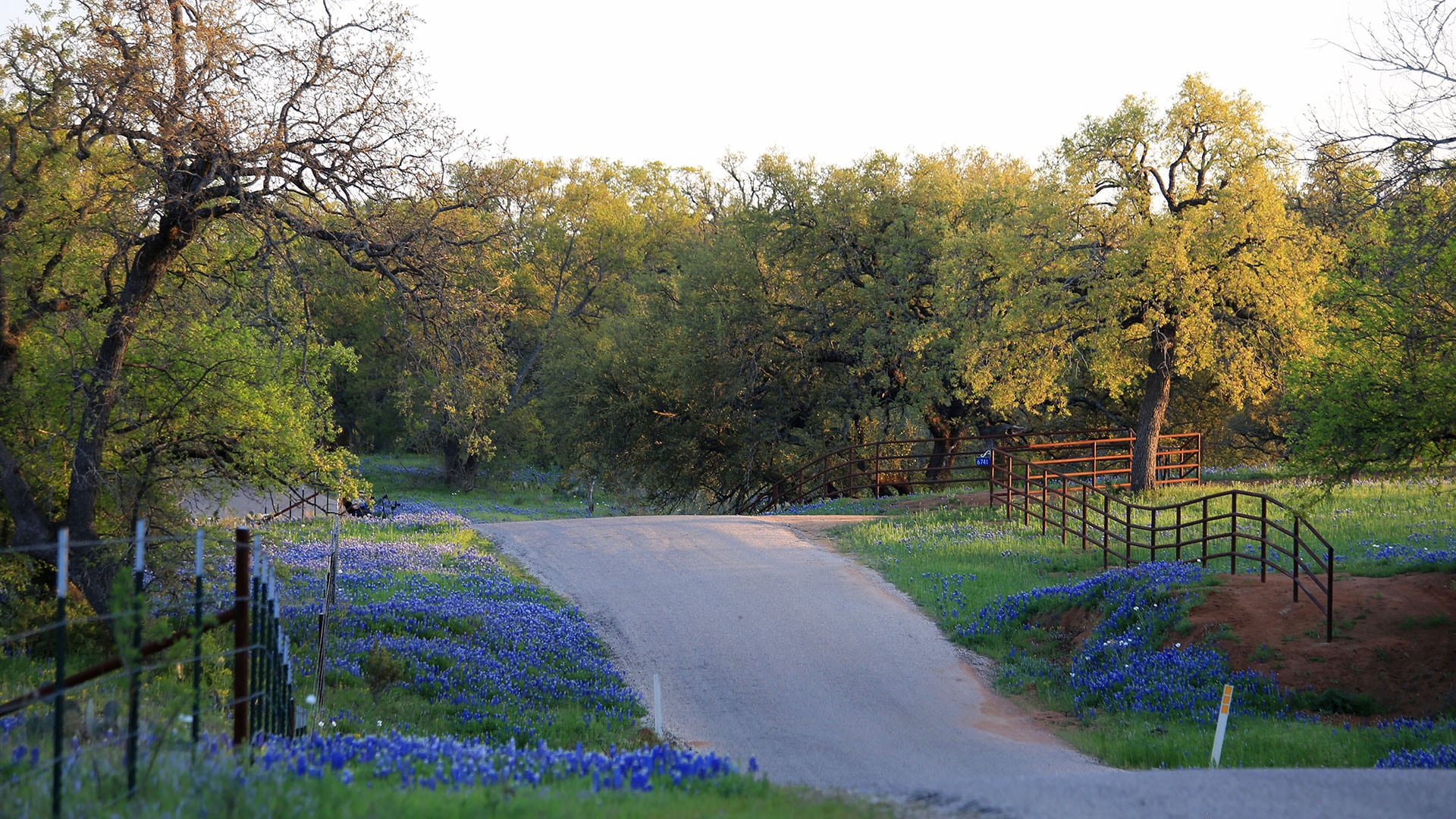 Road Trip to See Texas Bluebonnets - Pursuits with Enterprise ...