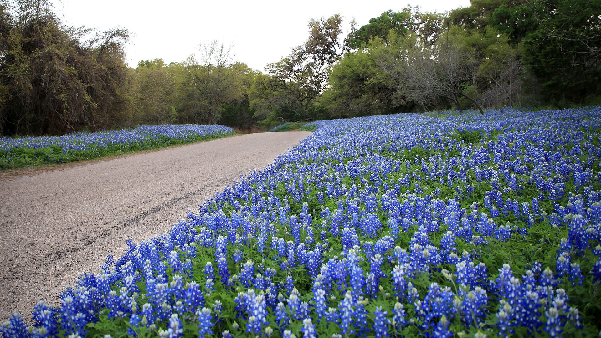 Road Trip to See Texas Bluebonnets - Pursuits with Enterprise ...