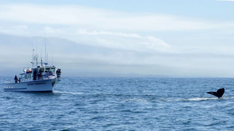 Road Trip to See Whales - Pursuits with Enterprise | Enterprise Rent-A-Car