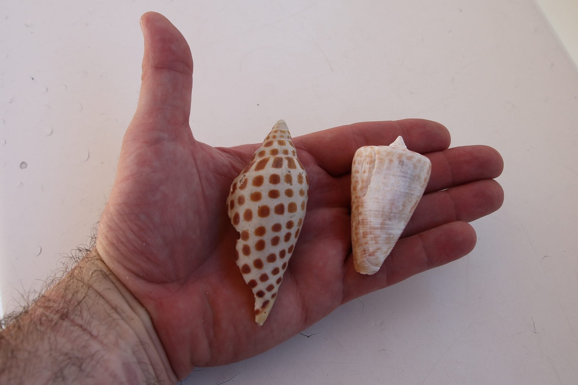 Weekend Getaway for Shells in Sanibel, Florida - Pursuits with ...